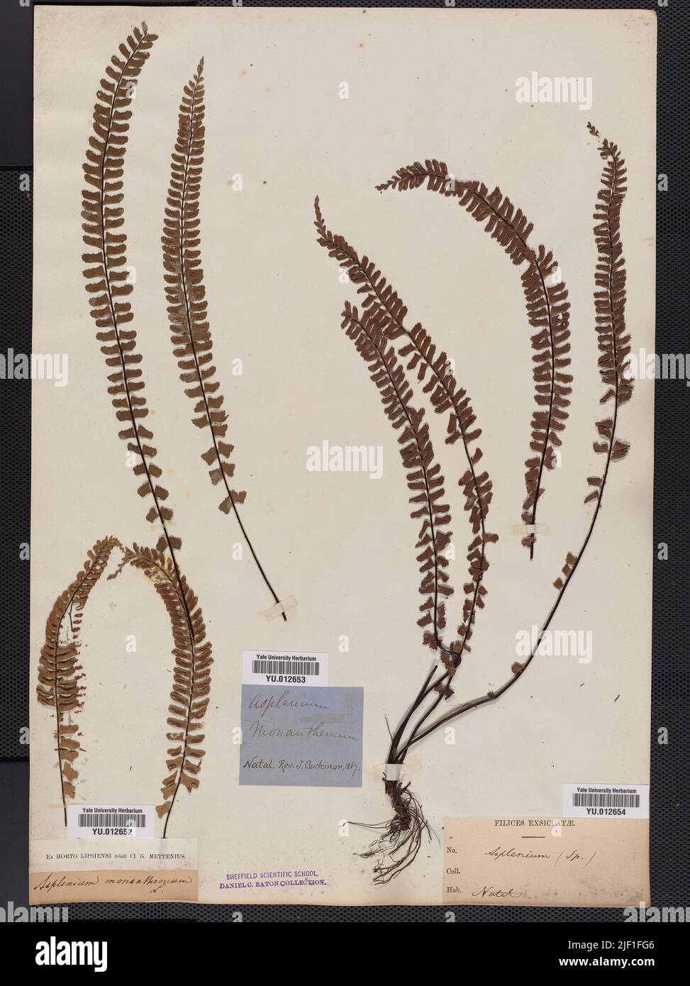 Globigerina bulloides -Fotos und -Bildmaterial in hoher Auflösung – Alamy