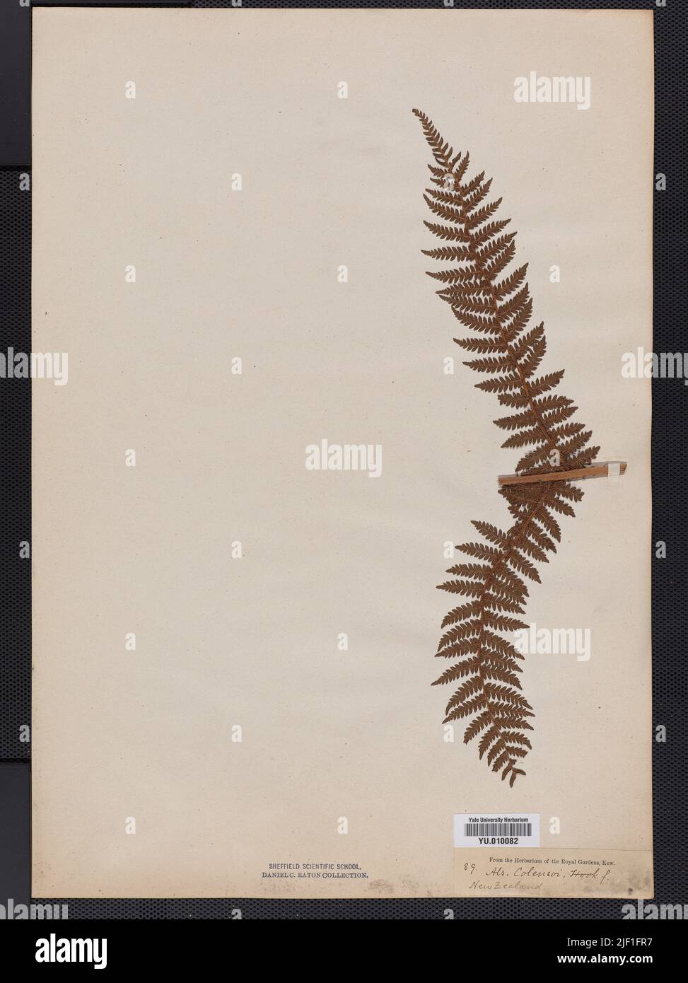 Globigerina bulloides -Fotos und -Bildmaterial in hoher Auflösung – Alamy