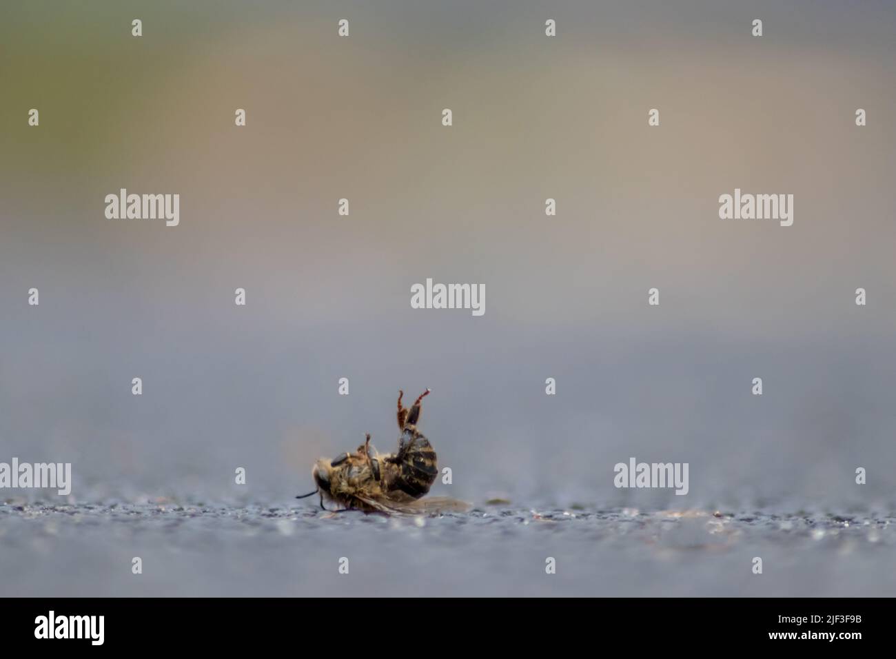 Varroa milben krankheit -Fotos und -Bildmaterial in hoher Auflösung – Alamy