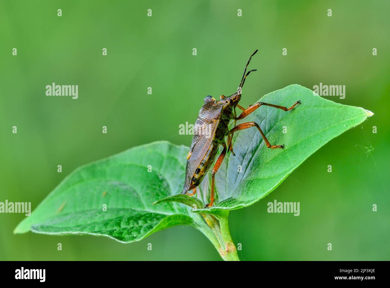 Stacheliger schildbock -Fotos und -Bildmaterial in hoher Auflösung – Alamy