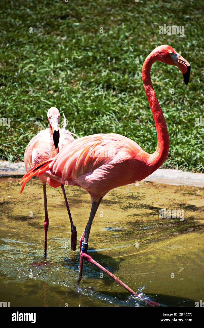 Exotische zootiere -Fotos und -Bildmaterial in hoher Auflösung – Alamy