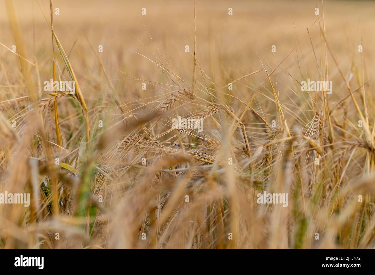 Artie kornfeld -Fotos und -Bildmaterial in hoher Auflösung – Alamy