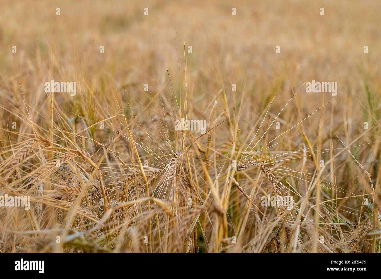 Artie kornfeld -Fotos und -Bildmaterial in hoher Auflösung – Alamy