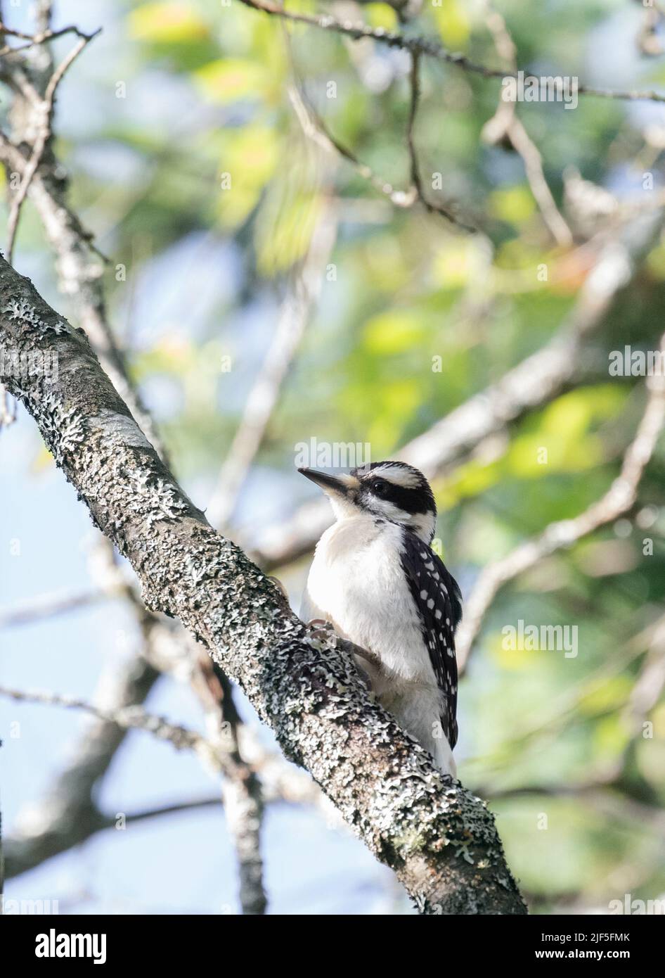 Haariger specht am baum -Fotos und -Bildmaterial in hoher Auflösung – Alamy