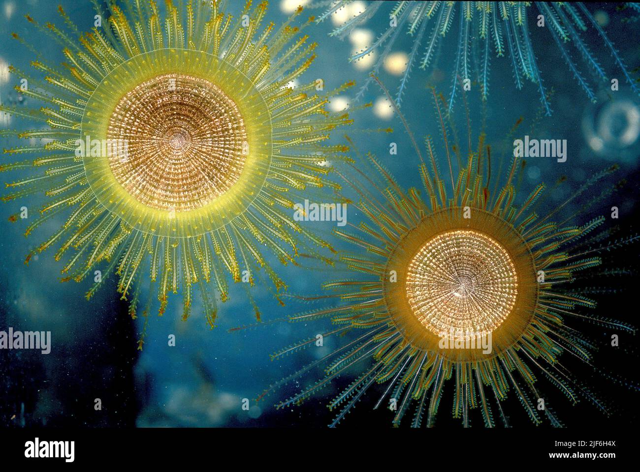 Porpita porpita -Fotos und -Bildmaterial in hoher Auflösung – Alamy