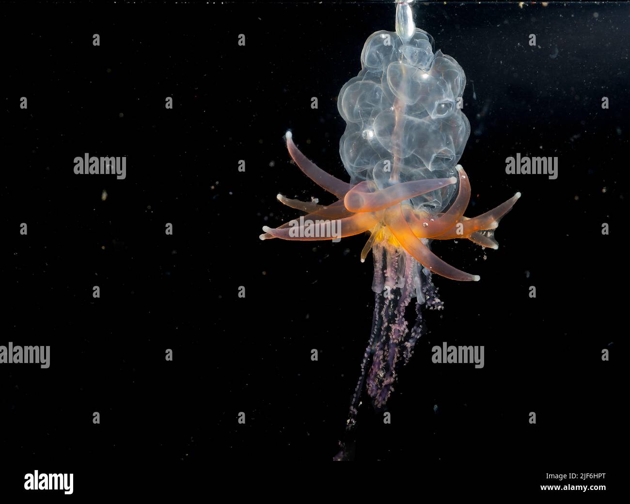 Physophora hydrostatica -Fotos und -Bildmaterial in hoher Auflösung – Alamy