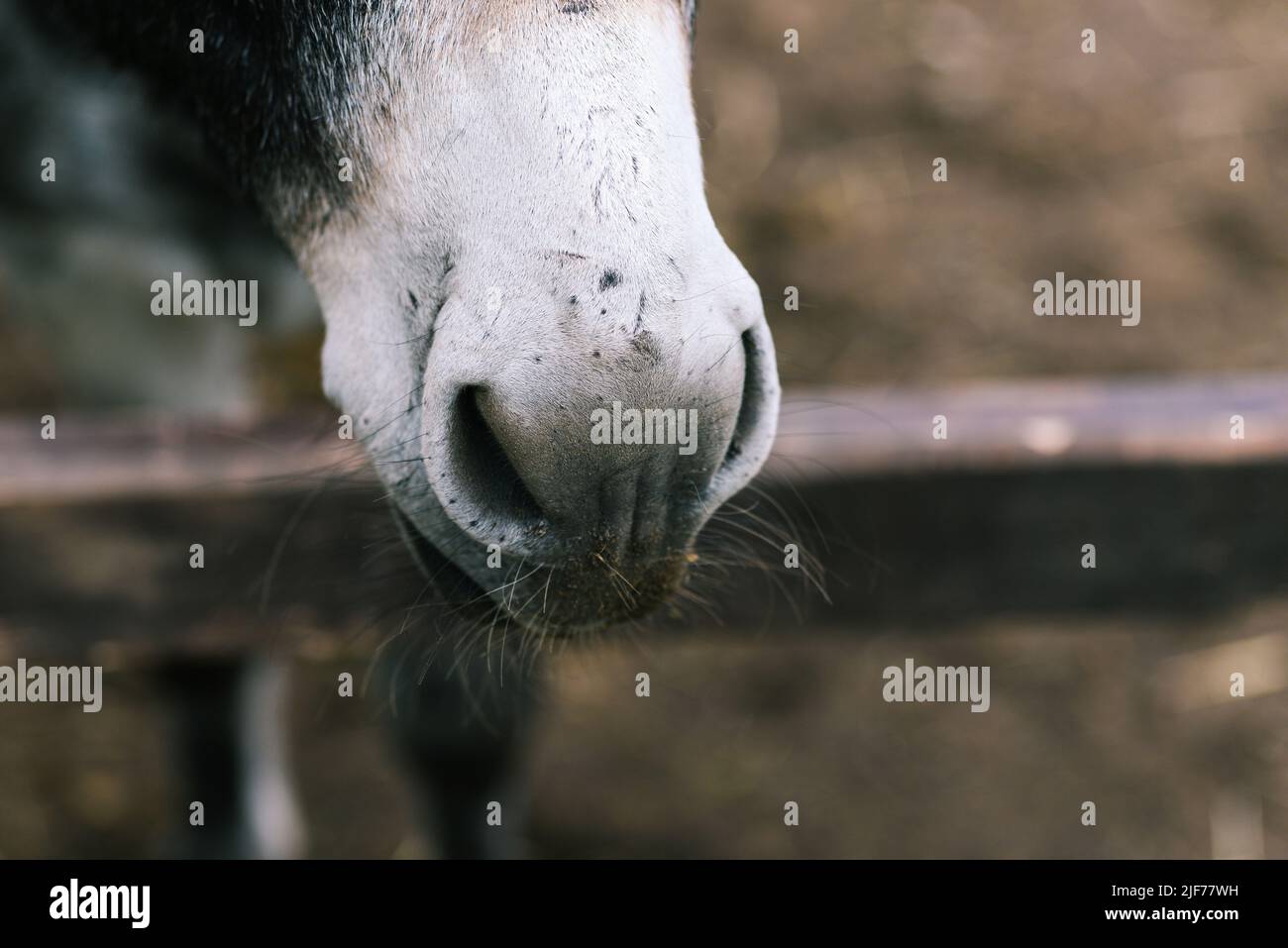 Stute anatomie -Fotos und -Bildmaterial in hoher Auflösung – Alamy
