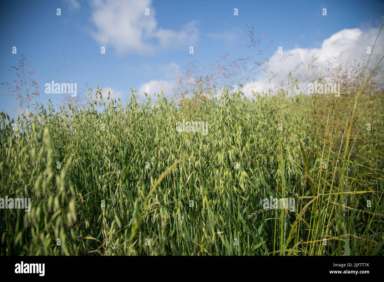 Hafer feld -Fotos und -Bildmaterial in hoher Auflösung – Alamy