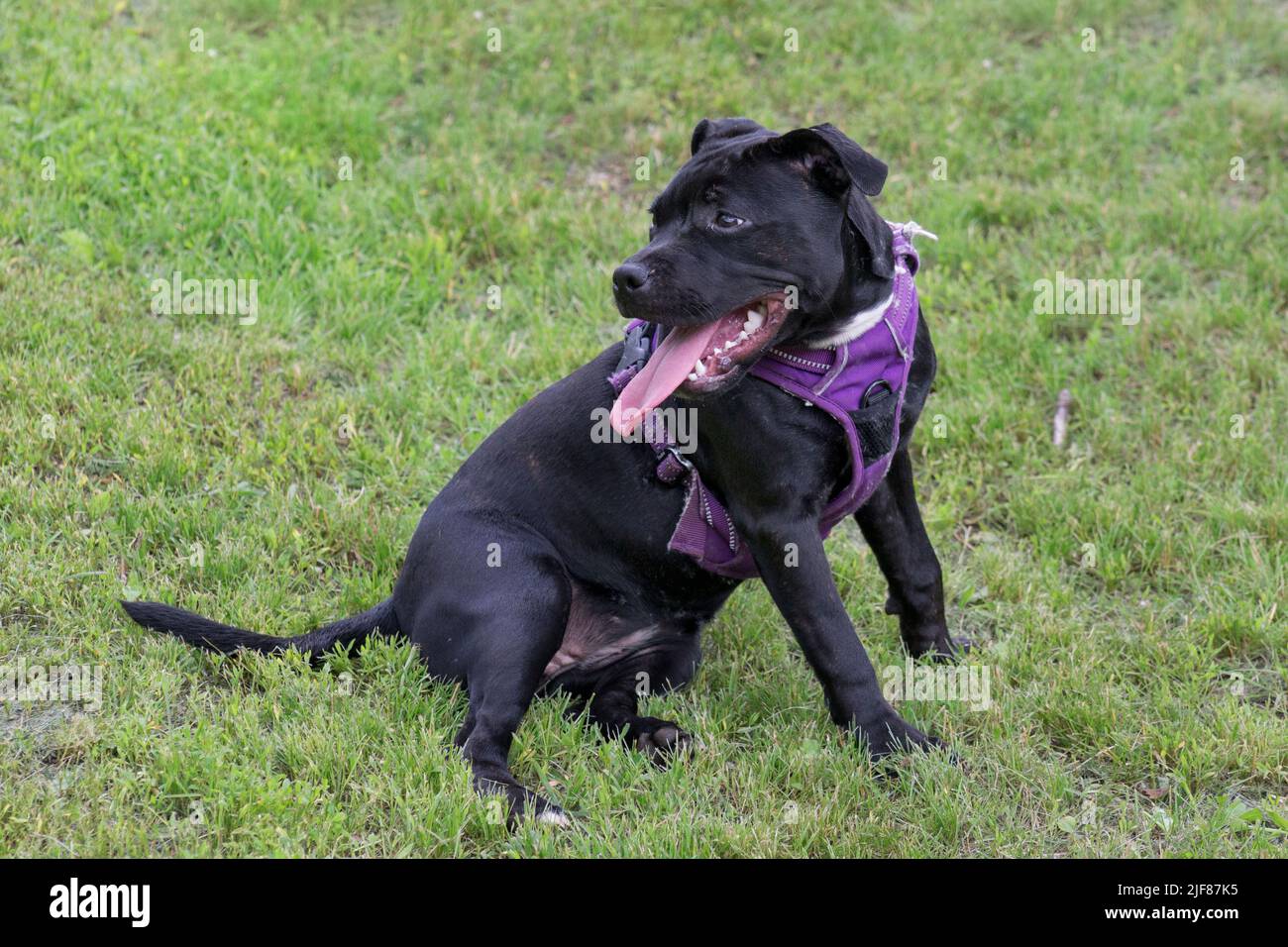 Mini staffordshire terrier -Fotos und -Bildmaterial in hoher Auflösung ...