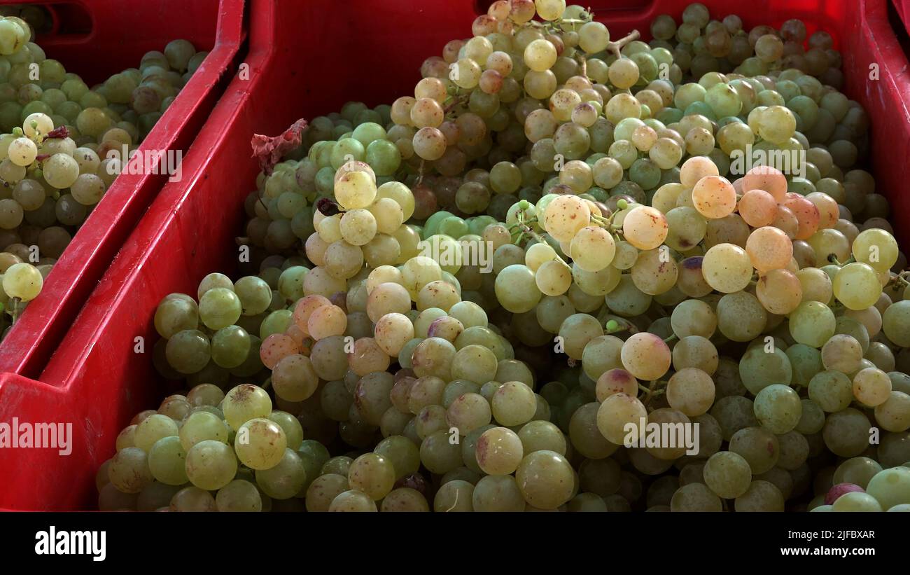 Moscato d'asti -Fotos und -Bildmaterial in hoher Auflösung – Alamy