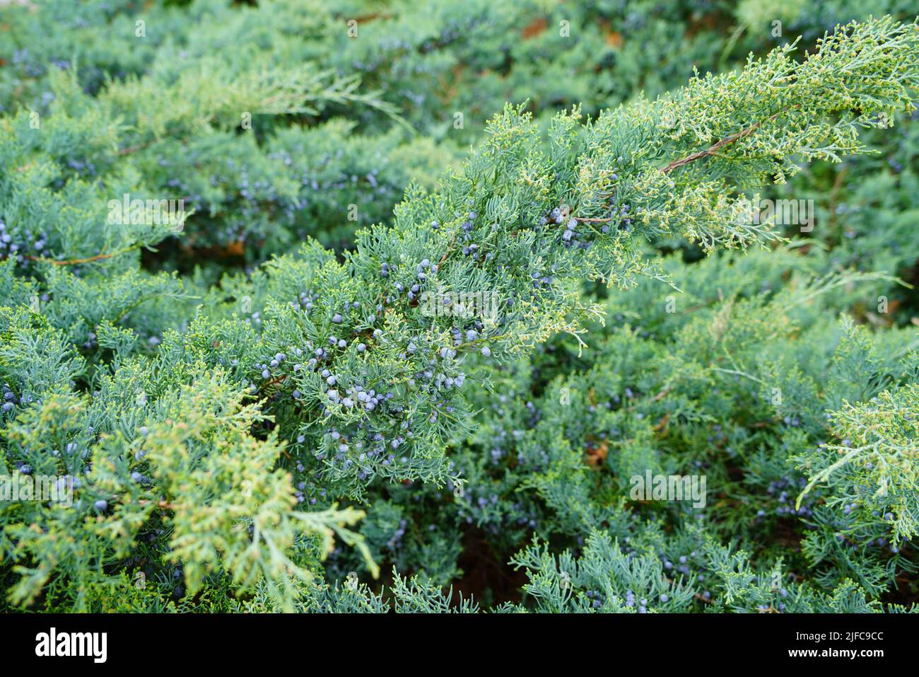 Blick auf einen Wacholderstrauch der Graueule (Juniperus Virginiana ...