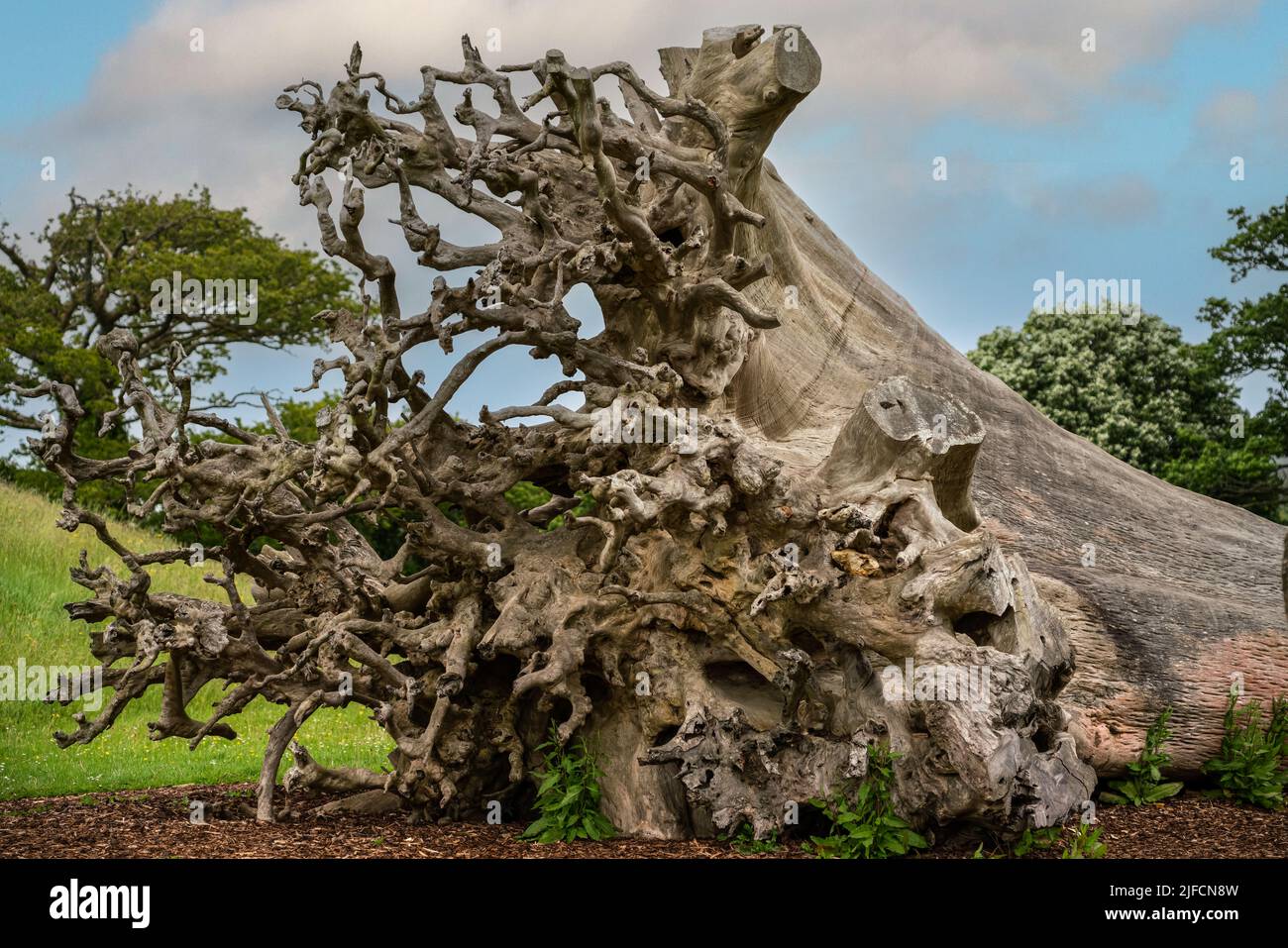 Exposed tree root system -Fotos und -Bildmaterial in hoher Auflösung ...