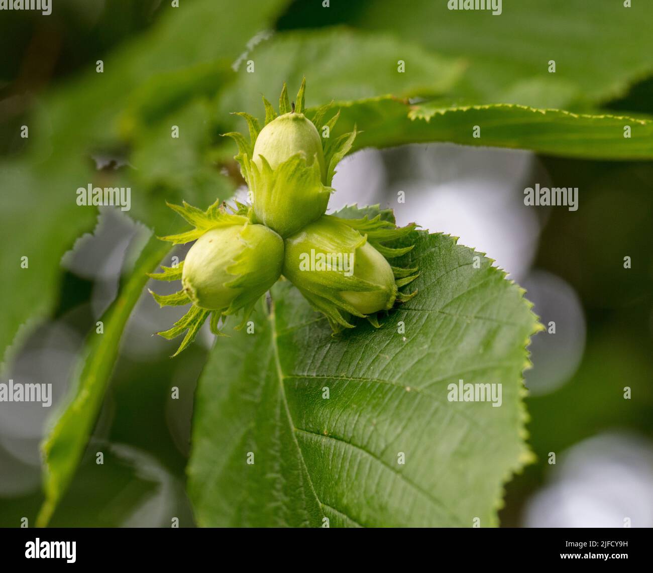 My family tree is full of nuts -Fotos und -Bildmaterial in hoher ...