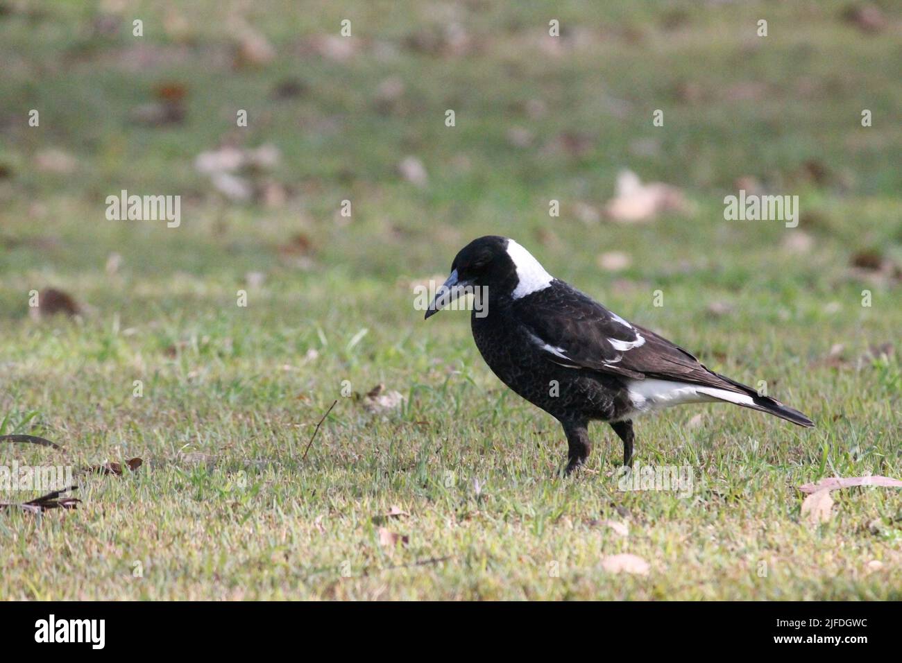 Elster in der umgebung -Fotos und -Bildmaterial in hoher Auflösung – Alamy