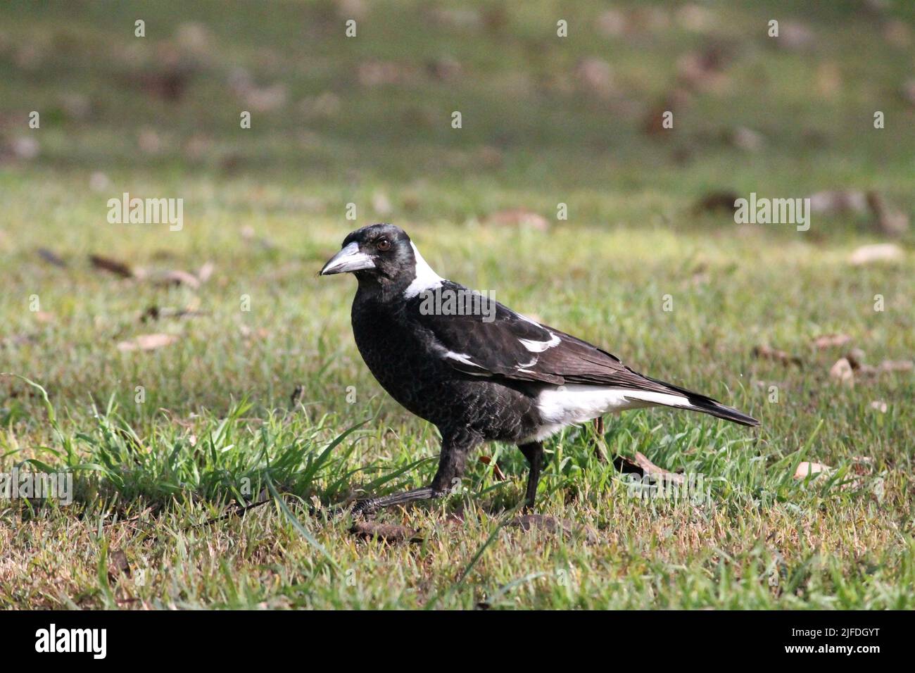 Elster in der umgebung -Fotos und -Bildmaterial in hoher Auflösung – Alamy