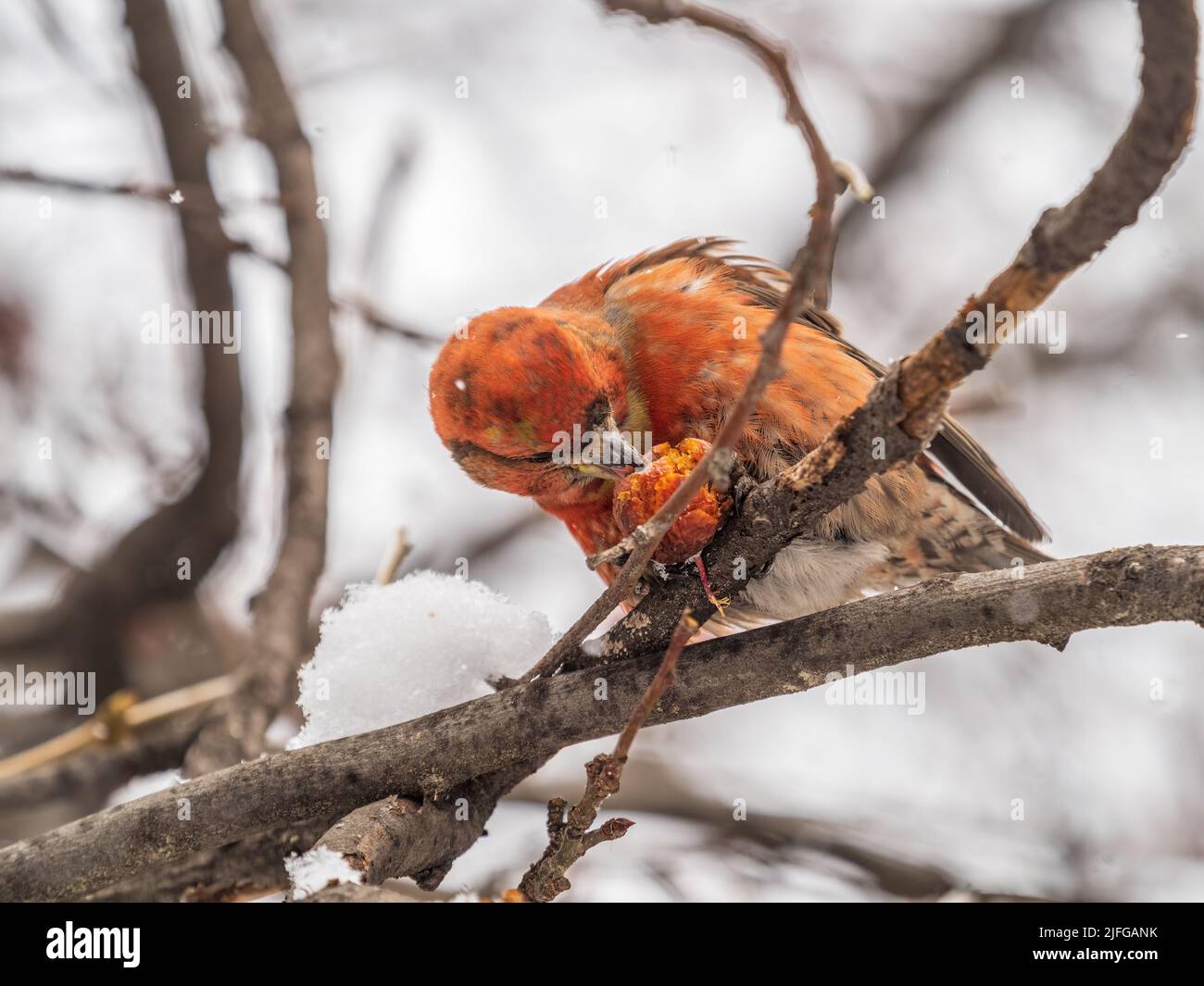 Red Crossbill Männchen sitzt auf dem Ast und isst wilde Apfelbeeren ...