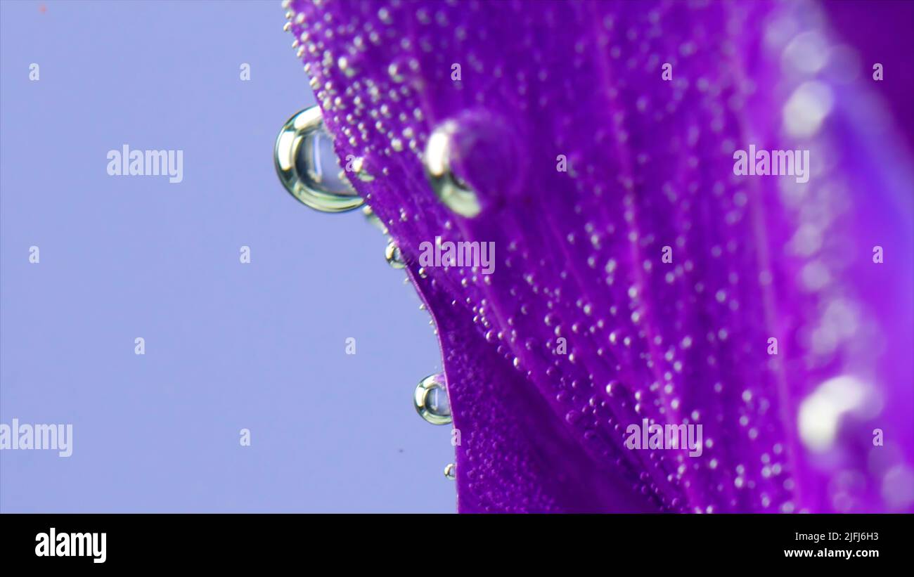 Schöne blumenvideos -Fotos und -Bildmaterial in hoher Auflösung – Alamy