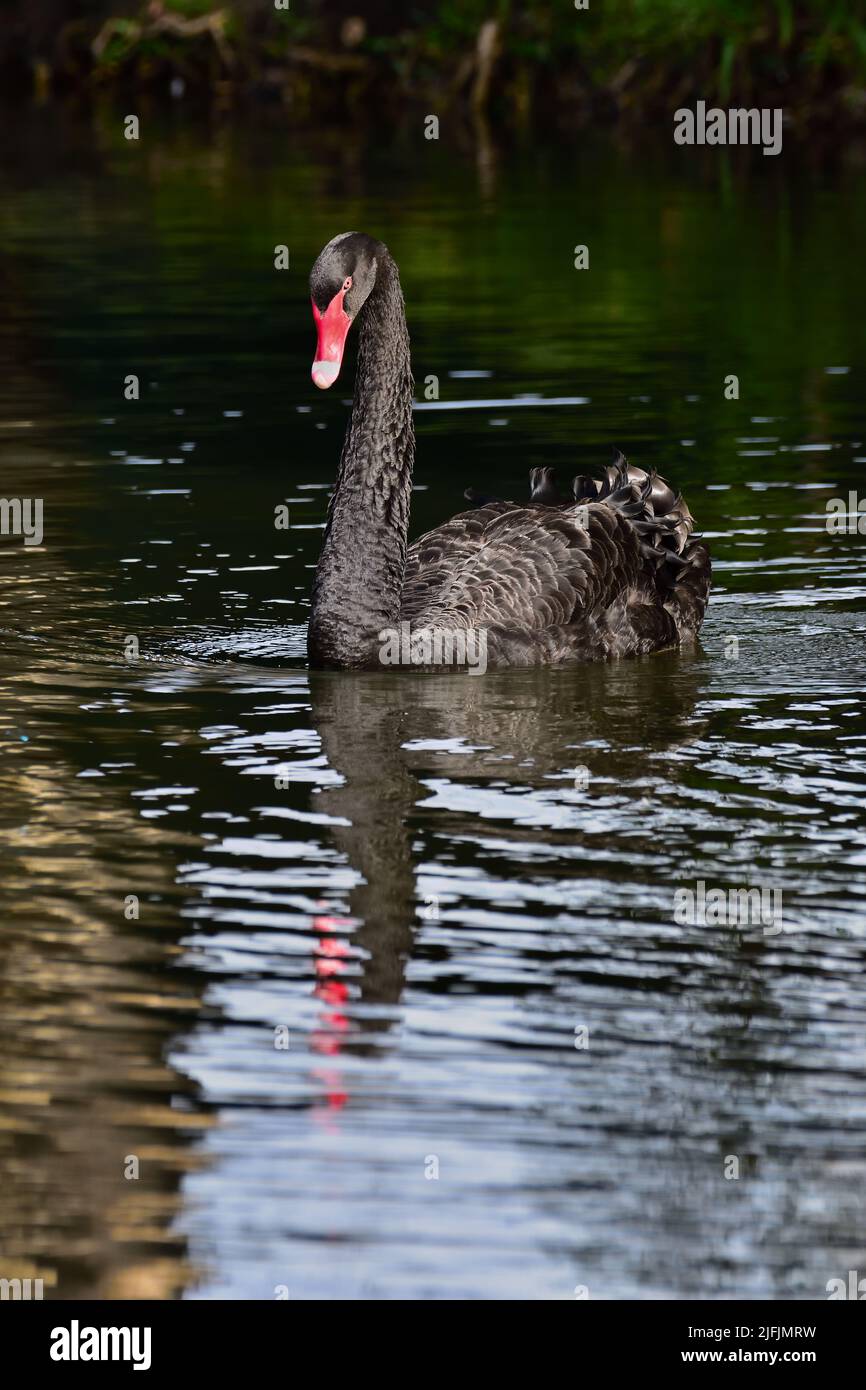 Wilder australischer vogel in einem teichfoto -Fotos und -Bildmaterial ...