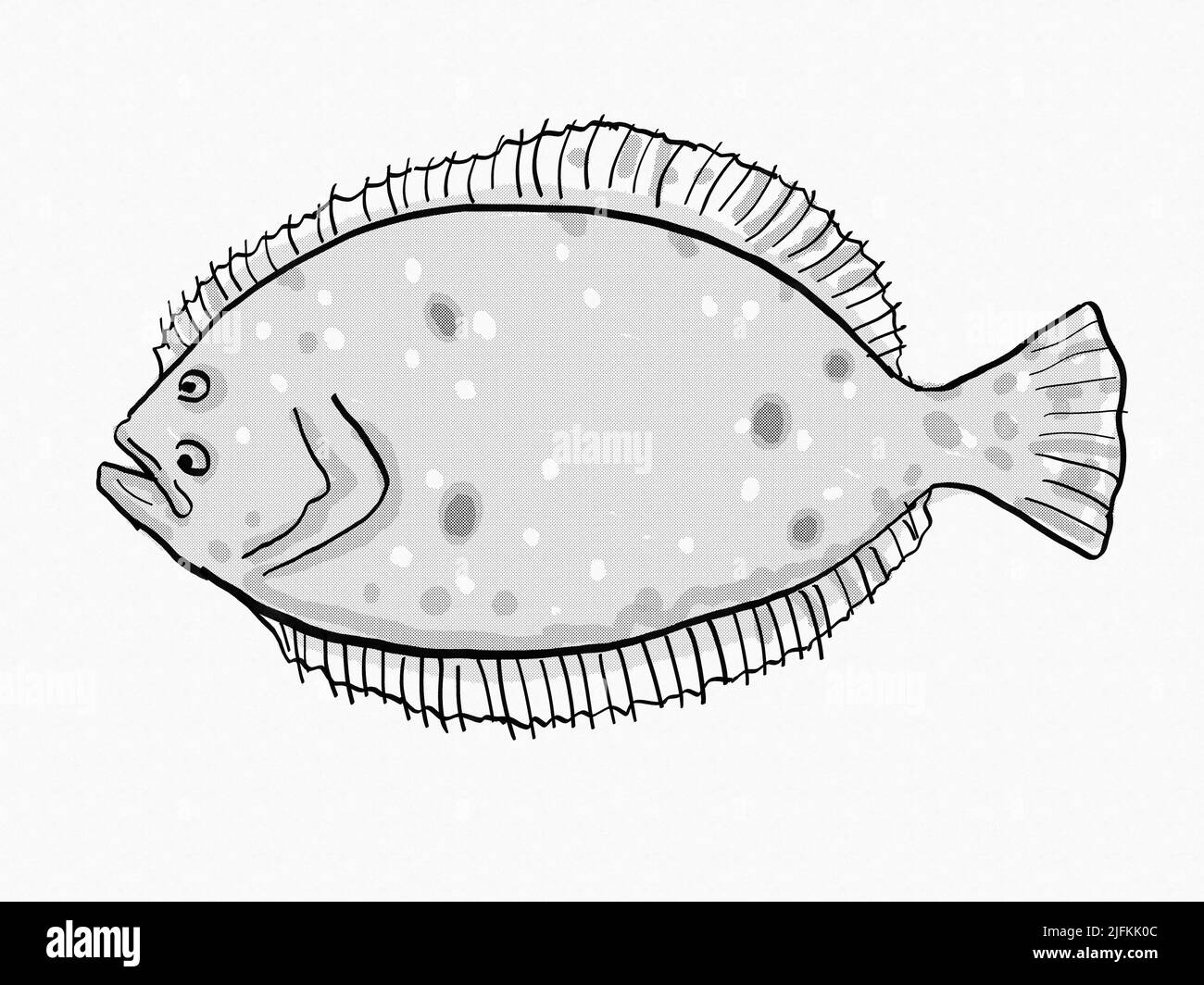 Black white drawing flounder -Fotos und -Bildmaterial in hoher ...