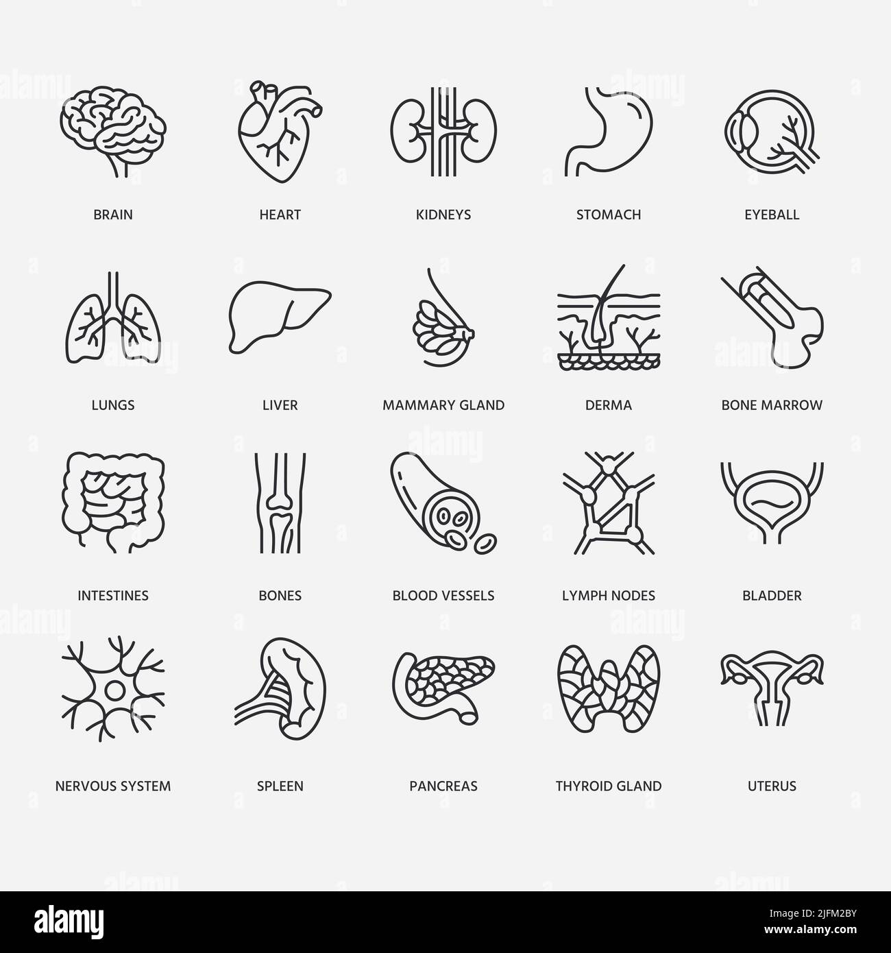 Symbole für Organe, Anatomie, flache Linien. Menschliche Knochen, Magen ...