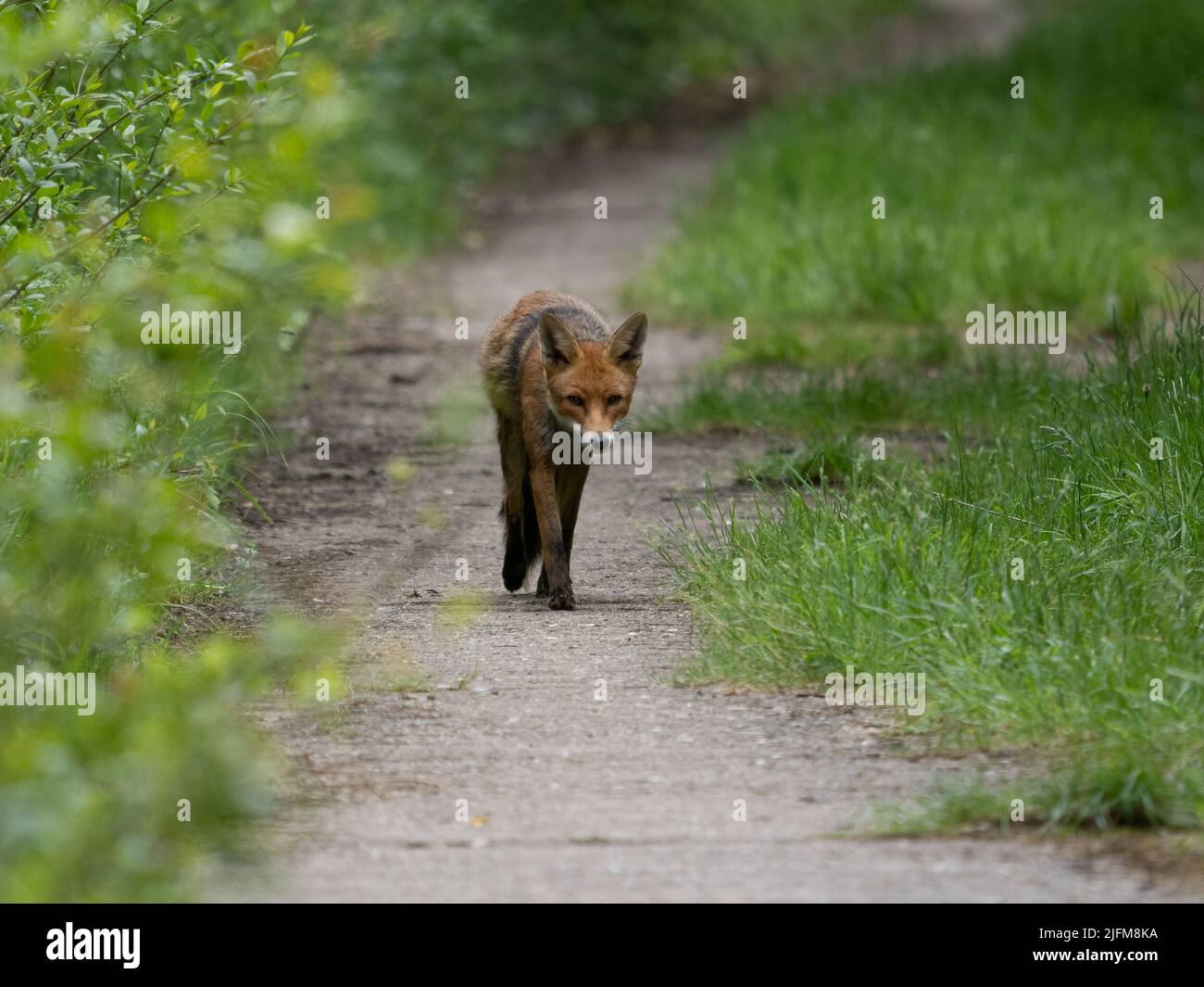 Fuchs schießen -Fotos und -Bildmaterial in hoher Auflösung – Alamy