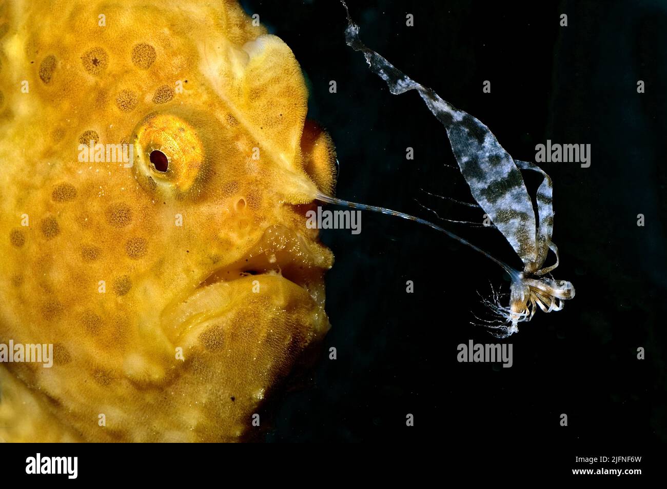 Antennarius antennaridae anglerfische anglerfische lophiformes illicium ...