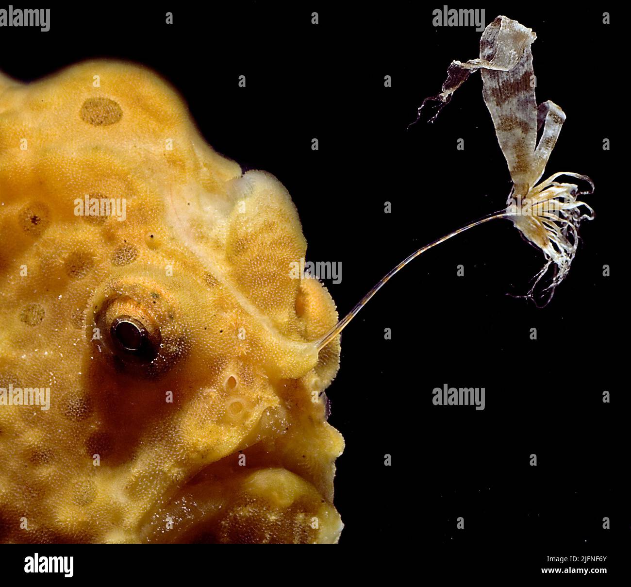 Antennarius antennaridae anglerfische anglerfische lophiformes illicium ...