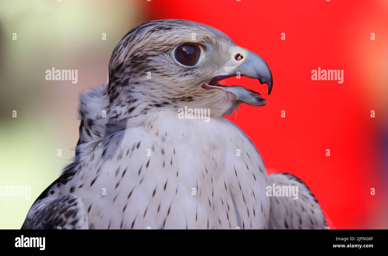 Falke falken -Fotos und -Bildmaterial in hoher Auflösung - Seite 3 - Alamy