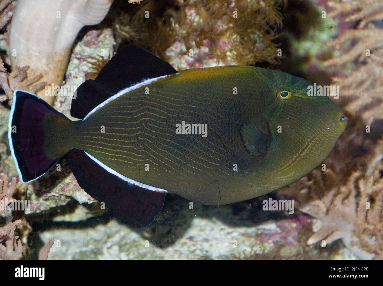 Melichthys indicus -Fotos und -Bildmaterial in hoher Auflösung – Alamy