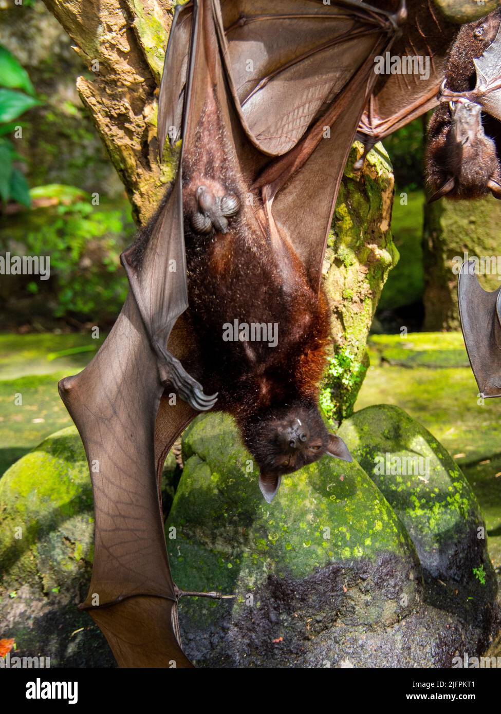 Fruit bats -Fotos und -Bildmaterial in hoher Auflösung – Alamy