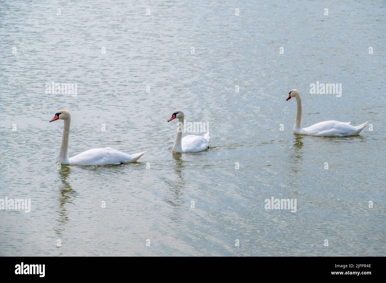 Drei anmutige weiße Schwäne schwimmen im See, Schwäne in freier ... Drei anmutige weiße Schwäne schwimmen im See, Schwäne in freier ...