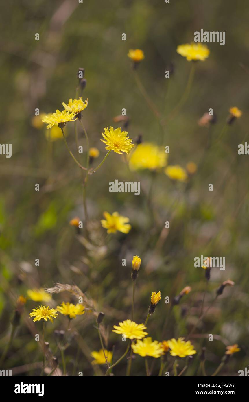 Native wildflowers uk -Fotos und -Bildmaterial in hoher Auflösung – Alamy