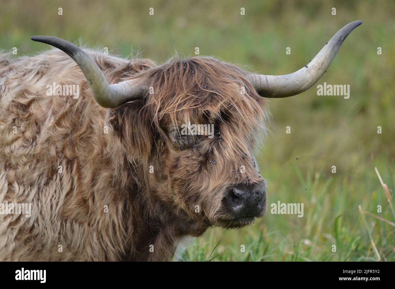 Stier angus -Fotos und -Bildmaterial in hoher Auflösung – Alamy
