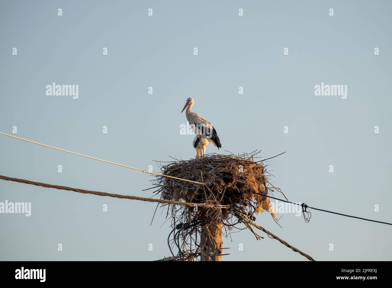 Baby stork -Fotos und -Bildmaterial in hoher Auflösung – Alamy