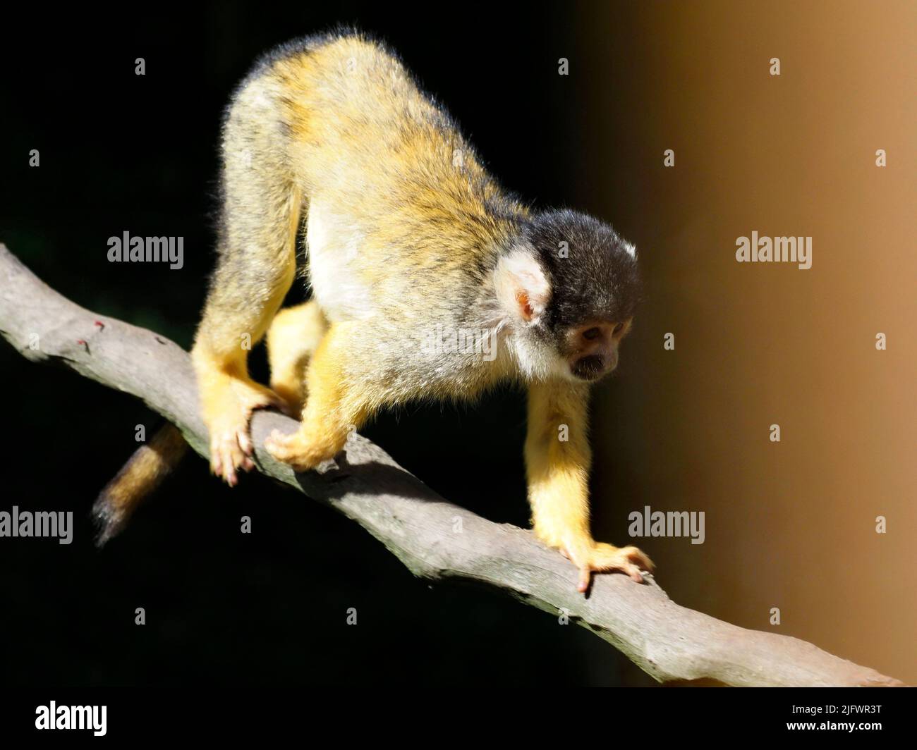 Affe finger -Fotos und -Bildmaterial in hoher Auflösung – Alamy