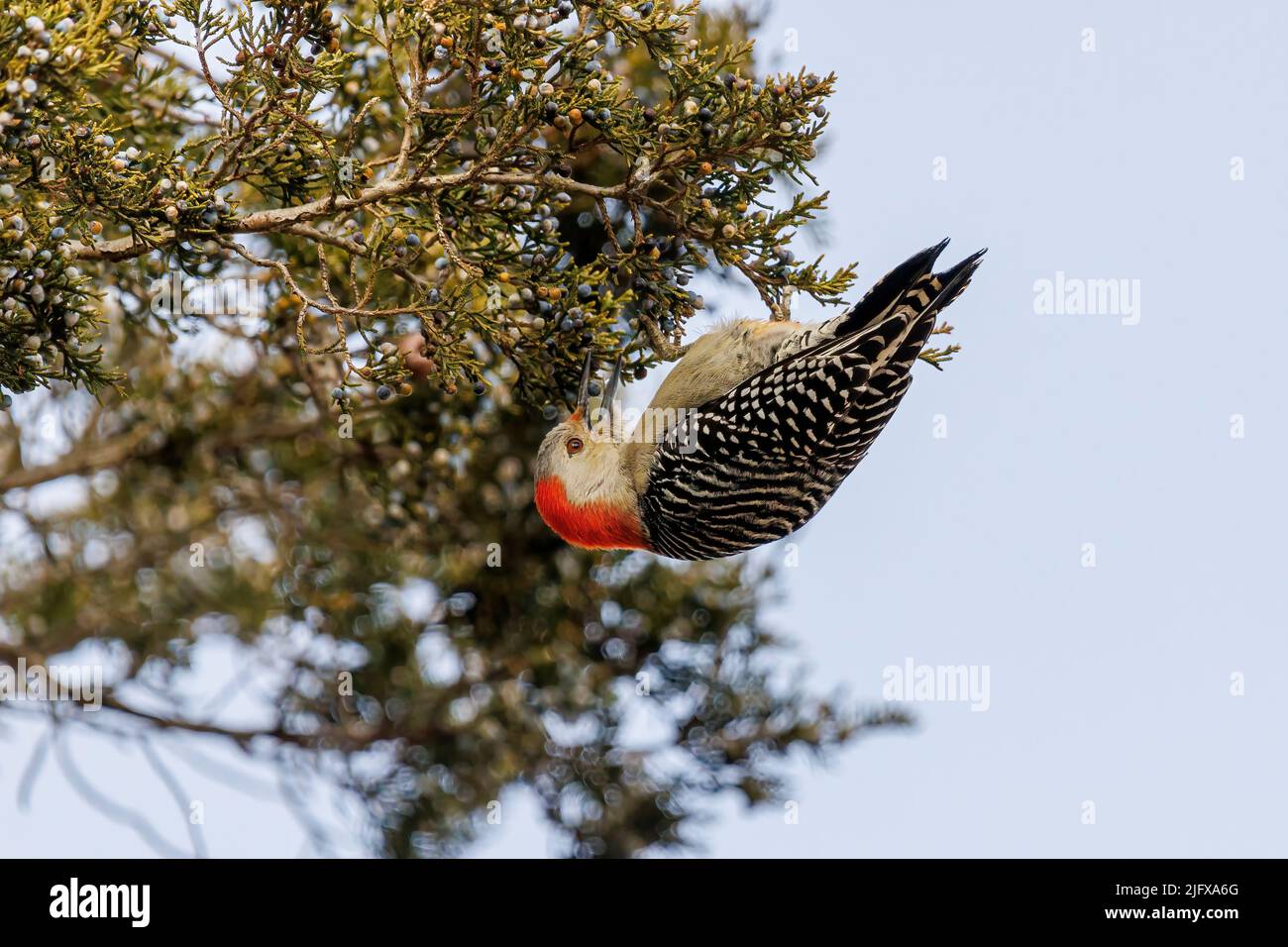 01196-04106 Rotbauchspecht (Melanerpes carolinus) Weibchen, die Zedernbeeren von der roten Zeder ...