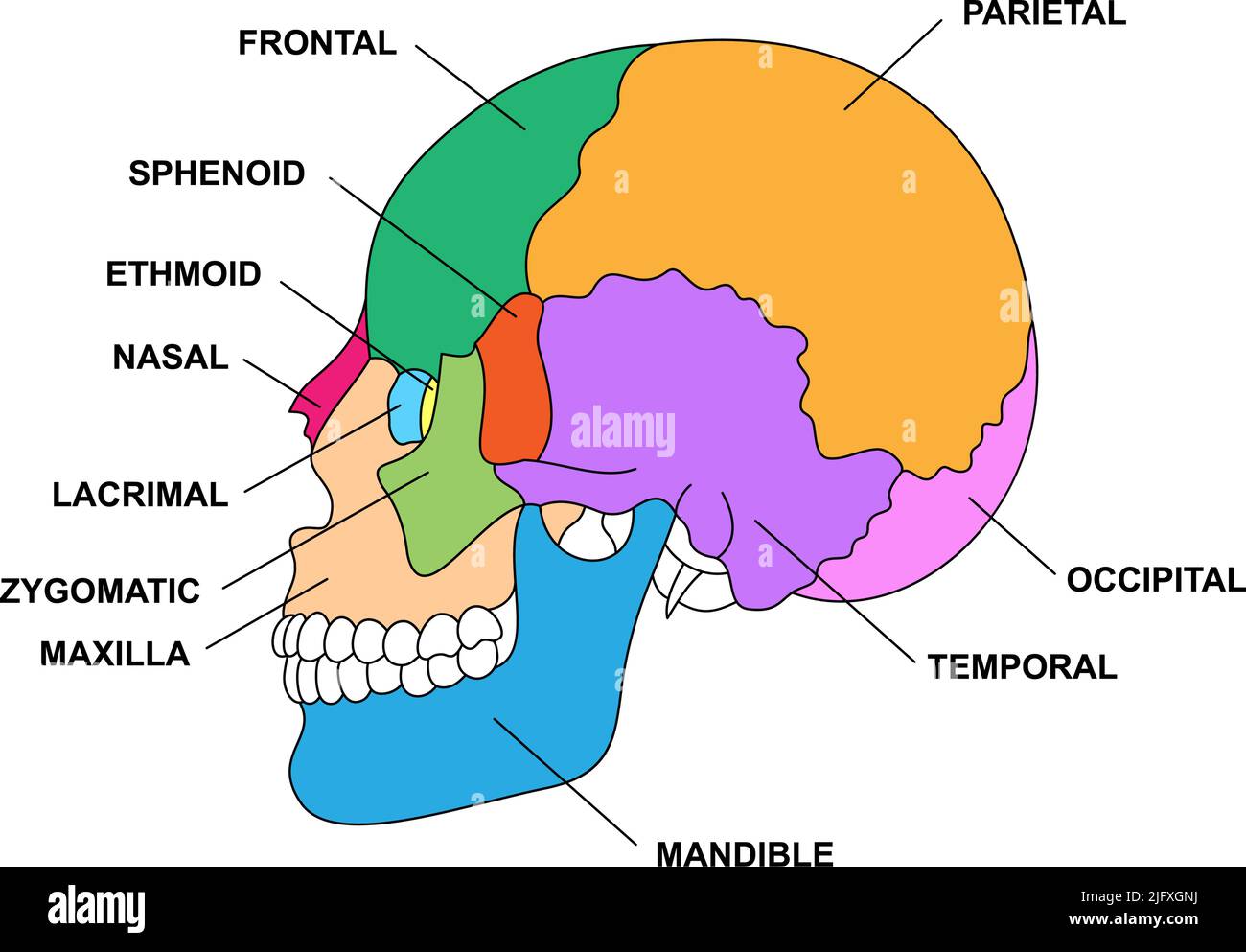 Anatomie der menschlichen Schädelknochen mit Beschreibungen. Farbige ...