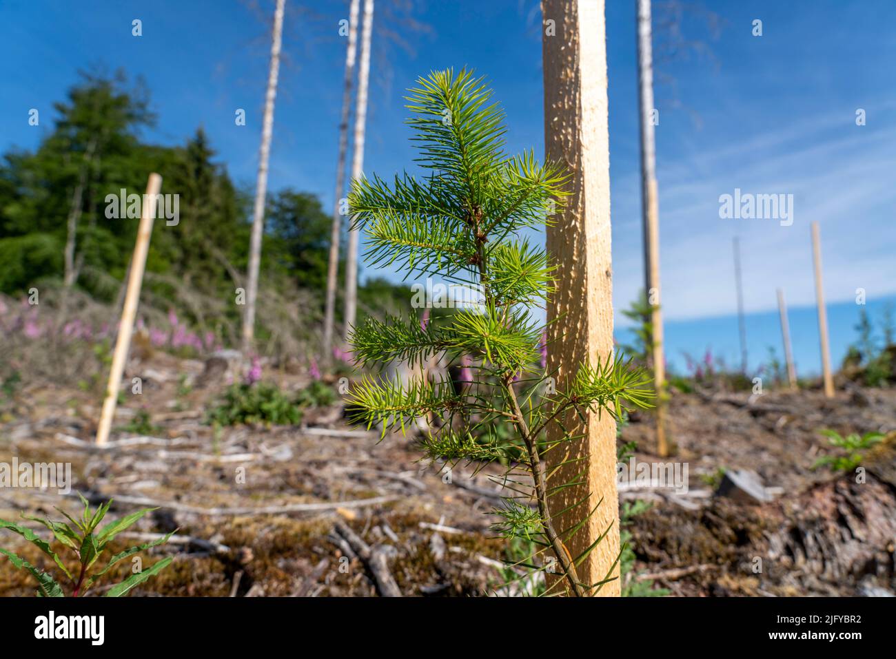 Junge douglasien -Fotos und -Bildmaterial in hoher Auflösung – Alamy