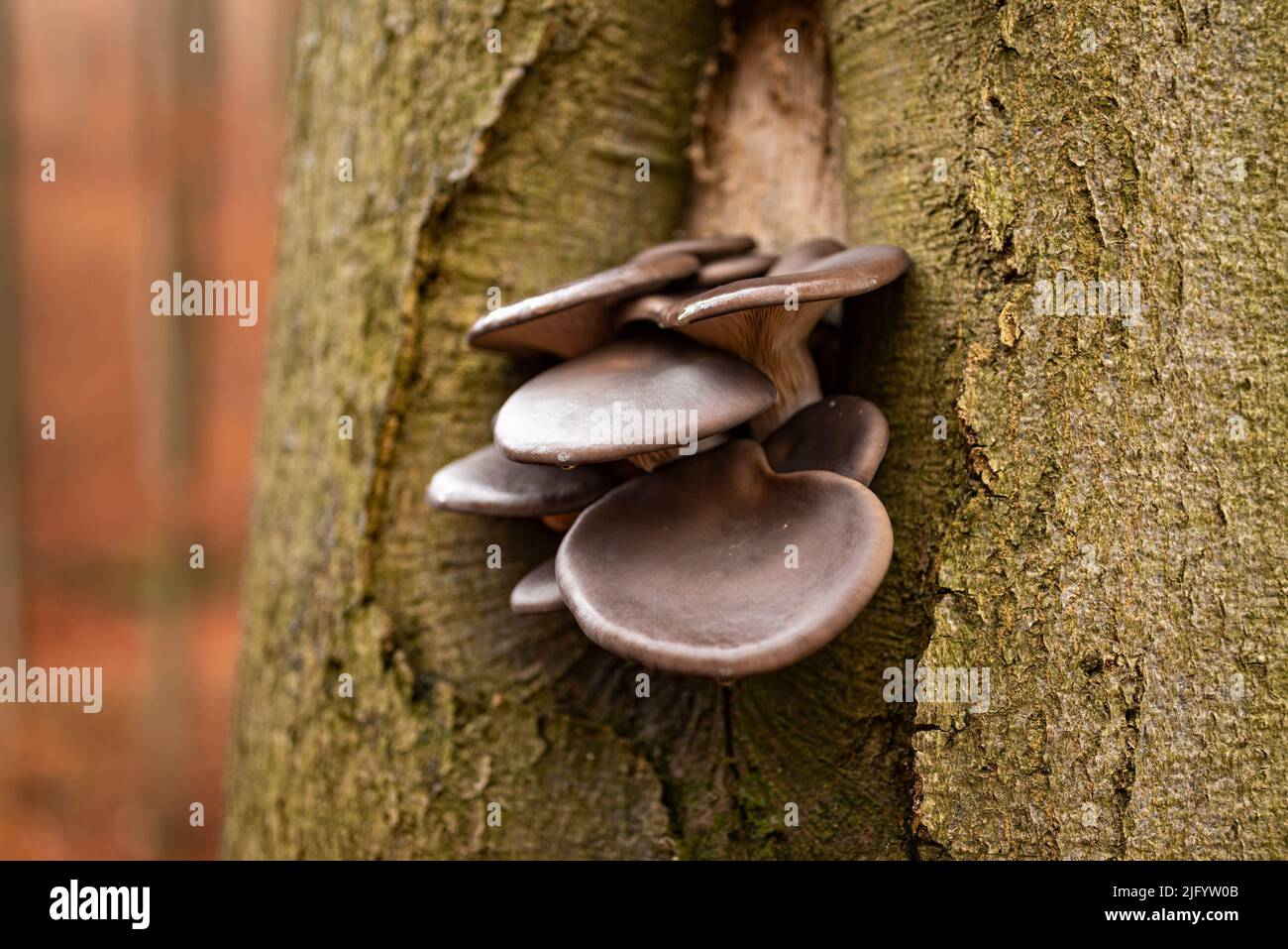 Pilzhaufen, wahrscheinlich Austernpilze (Pleurotus ostreatus), wächst ... Pilzhaufen, wahrscheinlich Austernpilze (Pleurotus ostreatus), wächst ...