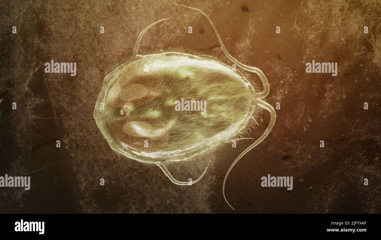 Protozoen parasiten -Fotos und -Bildmaterial in hoher Auflösung – Alamy