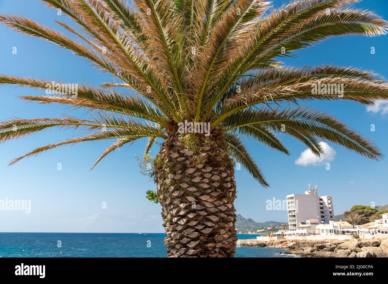 Exotische palme mediterrane palme -Fotos und -Bildmaterial in hoher Auflösung – Alamy