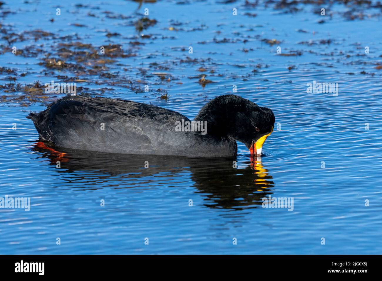 Ein Riesenhuhn, Fulica gigantea, am Chungara-See im Lauca-Nationalpark ...