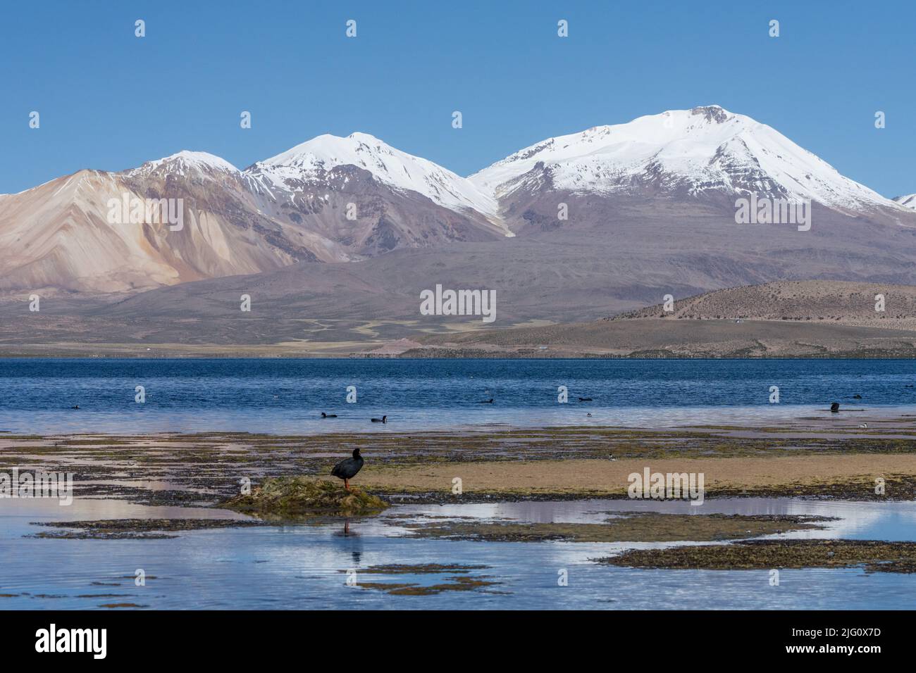 Ein Riesenhuhn, Fulica gigantea, auf seinem Nest am Chungara-See im ...