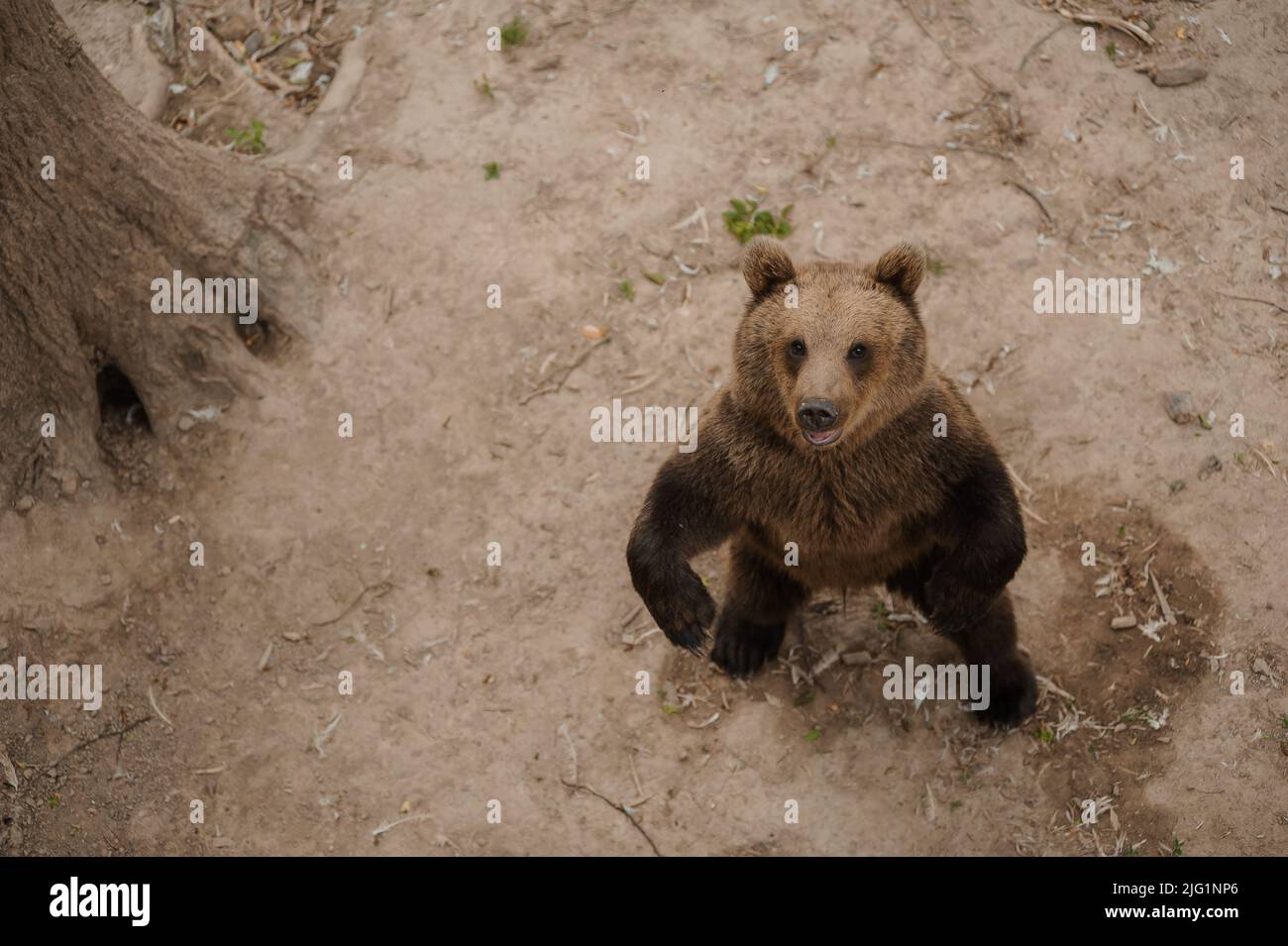 Grizzlybär, der auf zwei beinen steht -Fotos und -Bildmaterial in hoher ...