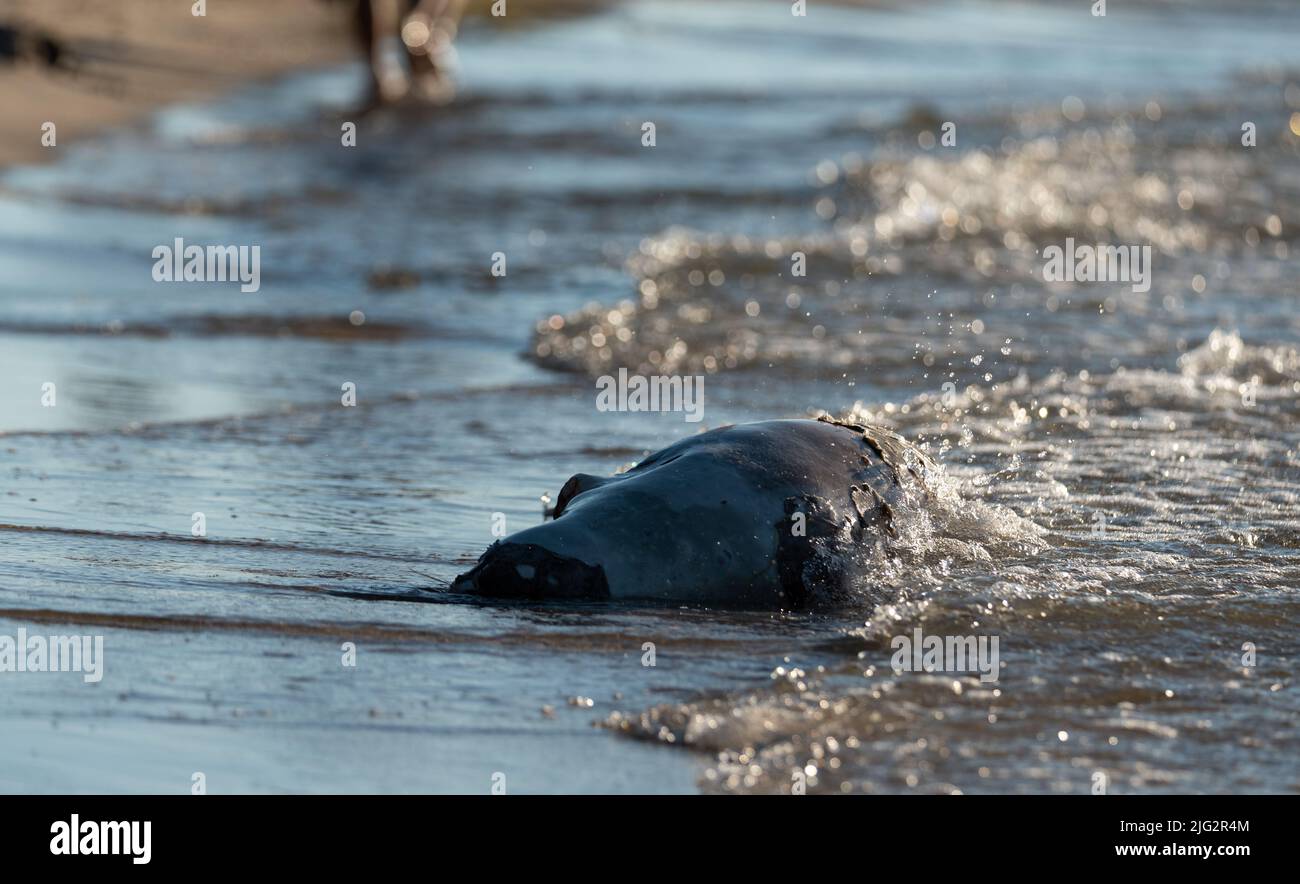 Robbe am Strand. Ein totes Tier, das von den Wellen an den Strand ...