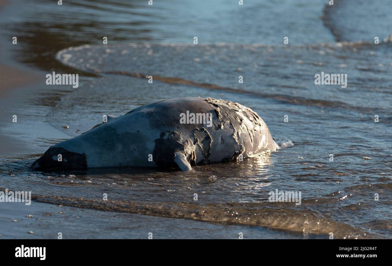 Robbe am Strand. Ein totes Tier, das von den Wellen an den Strand ...