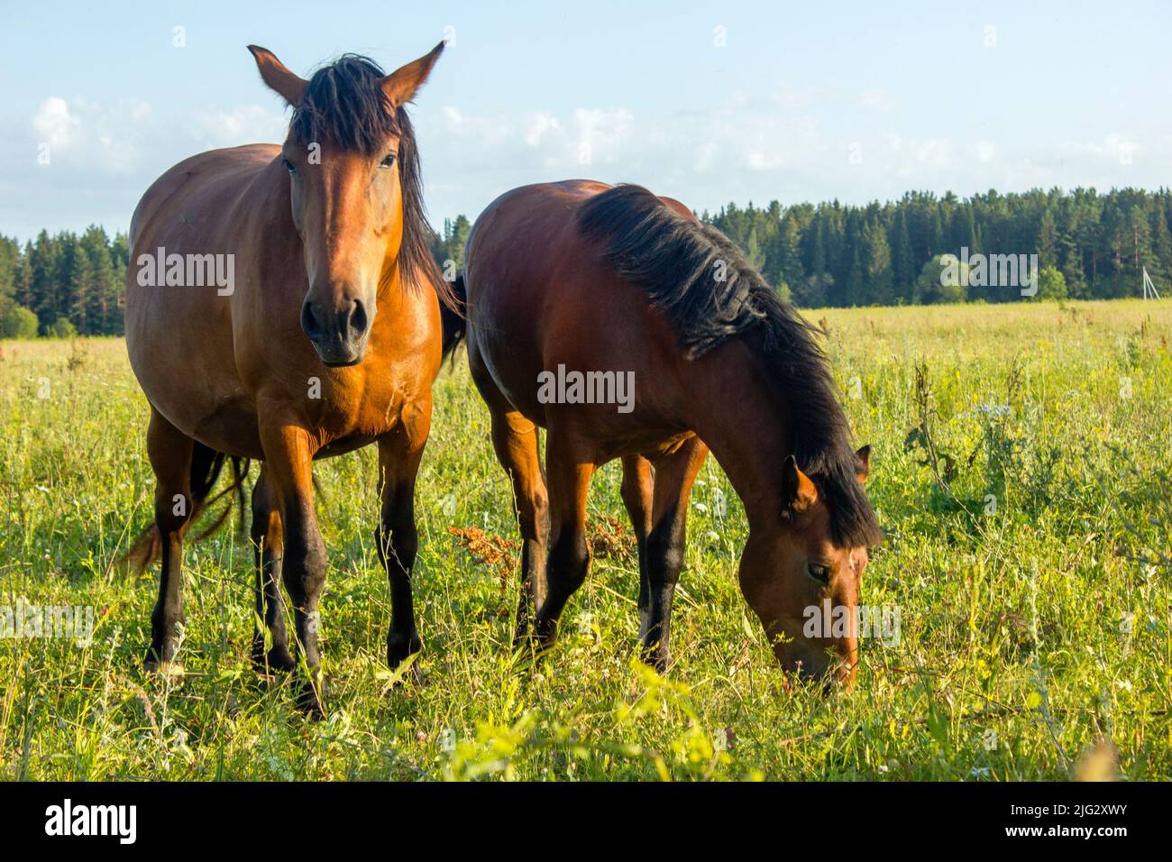 Pony und fohlenlauf -Fotos und -Bildmaterial in hoher Auflösung – Alamy