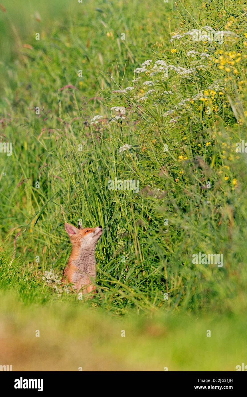 Roter fuchs, der auf gras sitzt -Fotos und -Bildmaterial in hoher ...