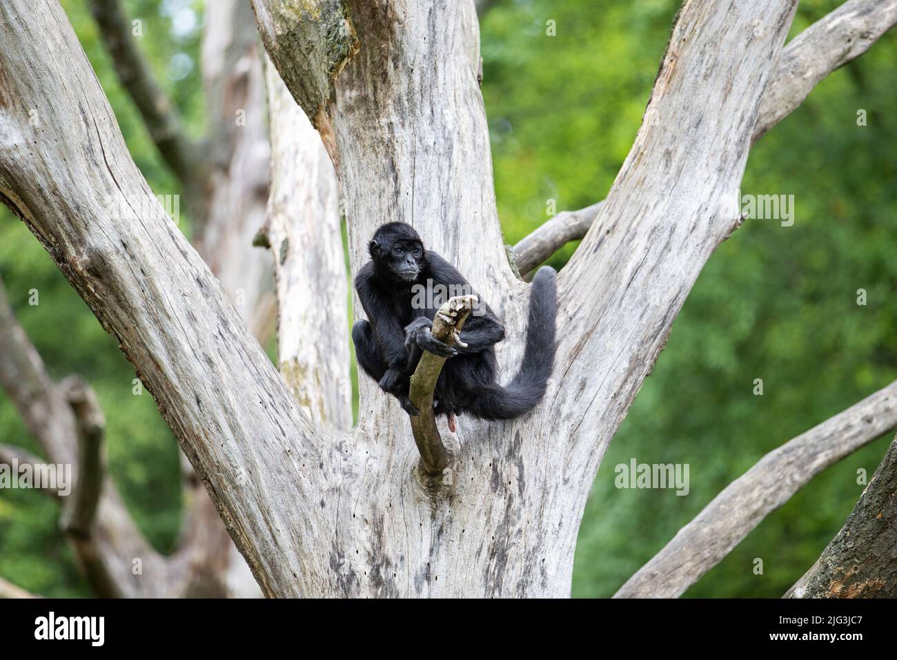 07. Juli 2022, Niedersachsen, Osnabrück: Im Zoo Osnabrück sitzt ein ...