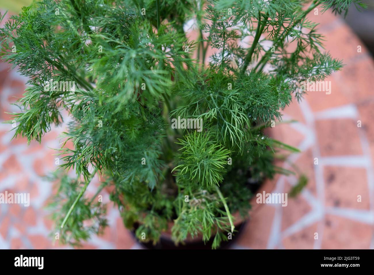 Till -Fotos und -Bildmaterial in hoher Auflösung – Alamy